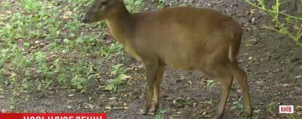 In the zoo of Kiev brought a small deer that bark and grow fangs ...
